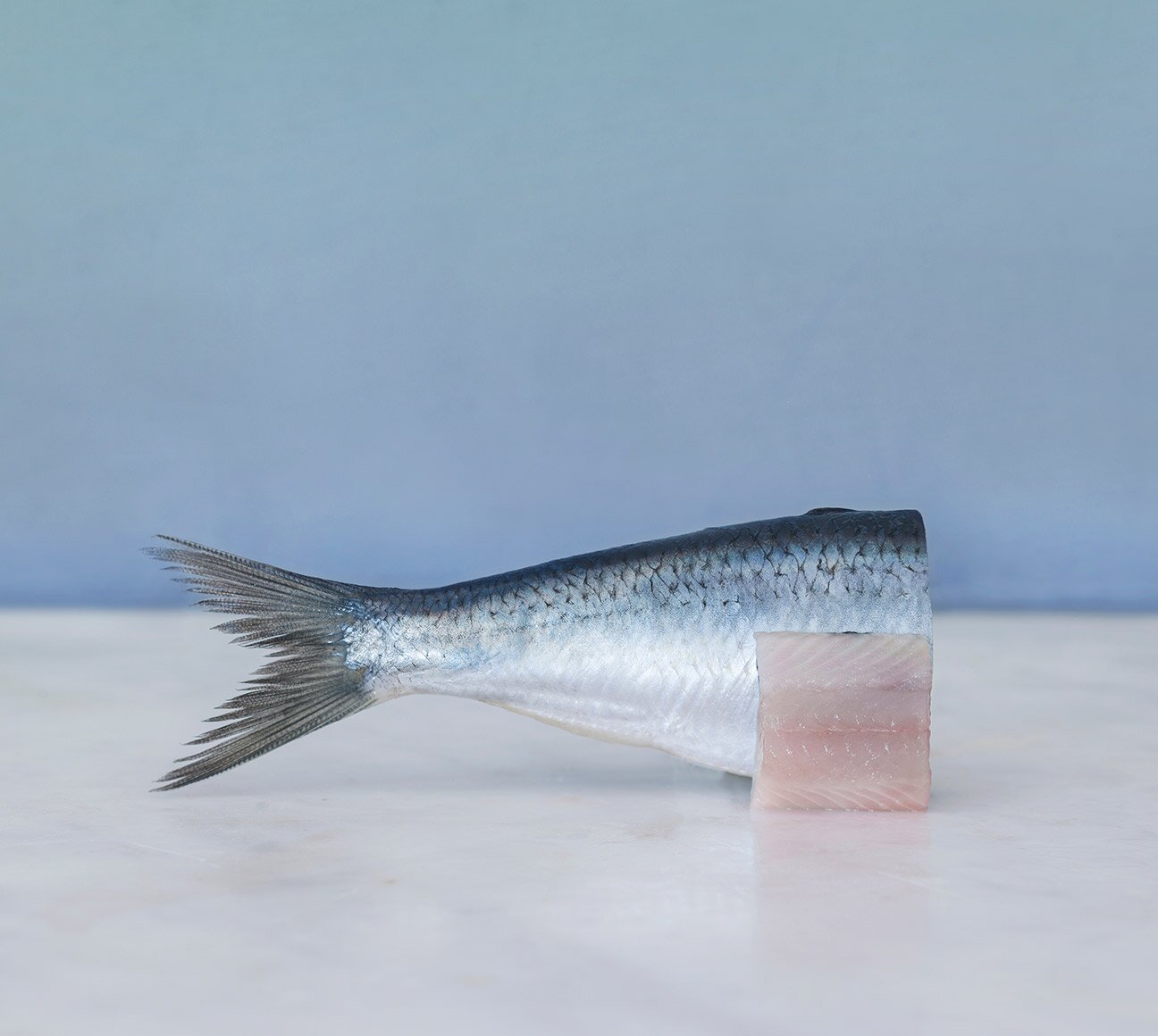 Arenque | Peixe e marisco da Noruega | Peixe e marisco da Noruega